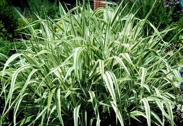 Декоративная трава для дачи фото и названия – 95 фото описание растений ...